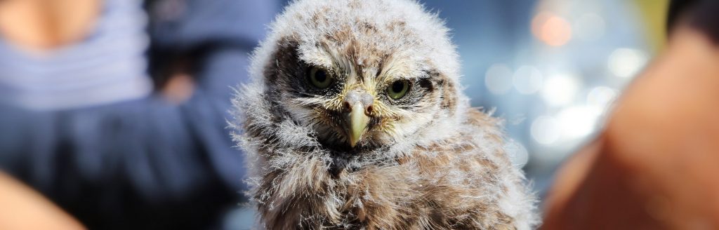 Revue de presse : l'impact des recherches scientifiques sur la chouette ...